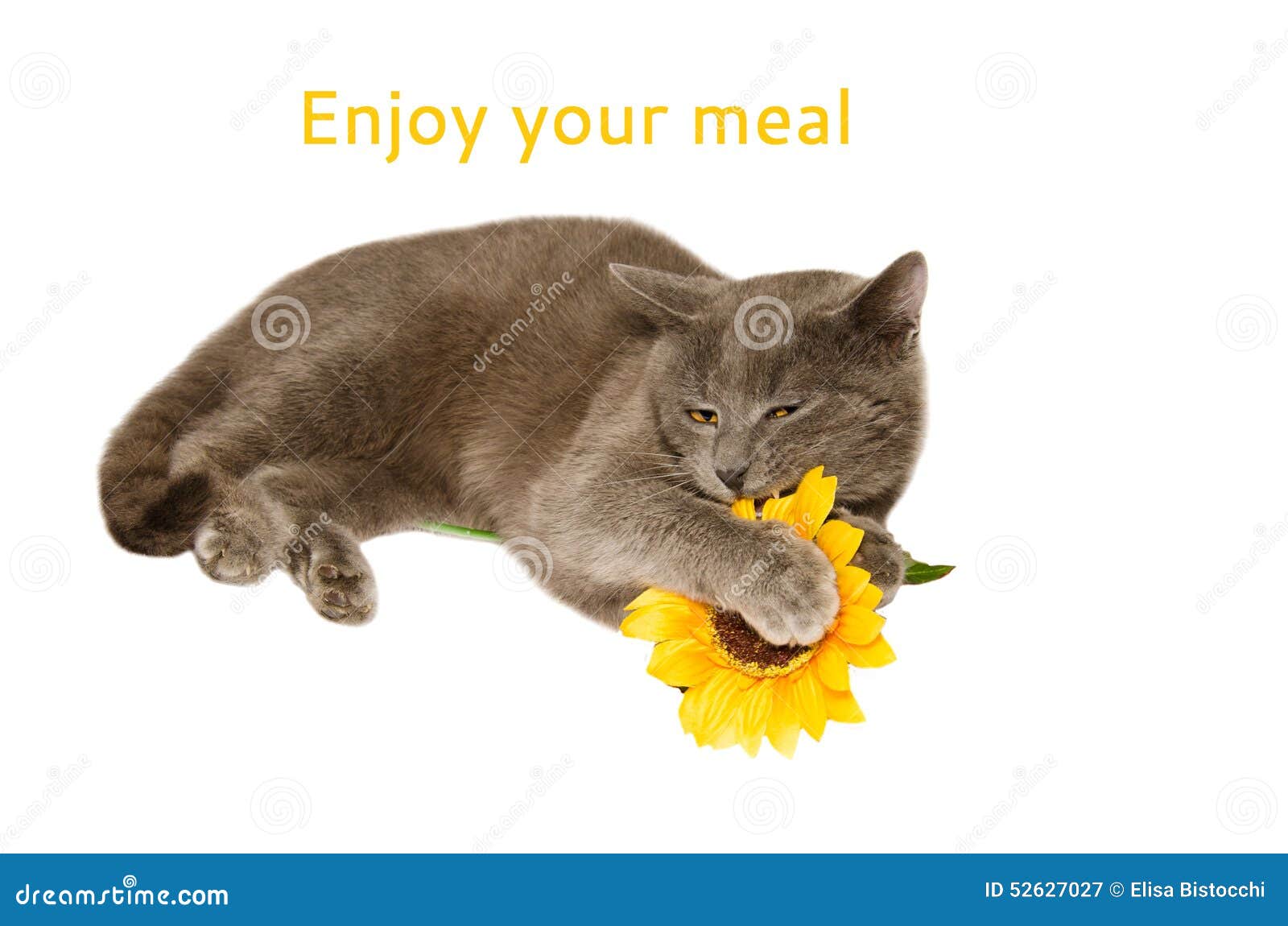 Enjoy your meal stock image. Image of chartreux, hungry - 52627027
