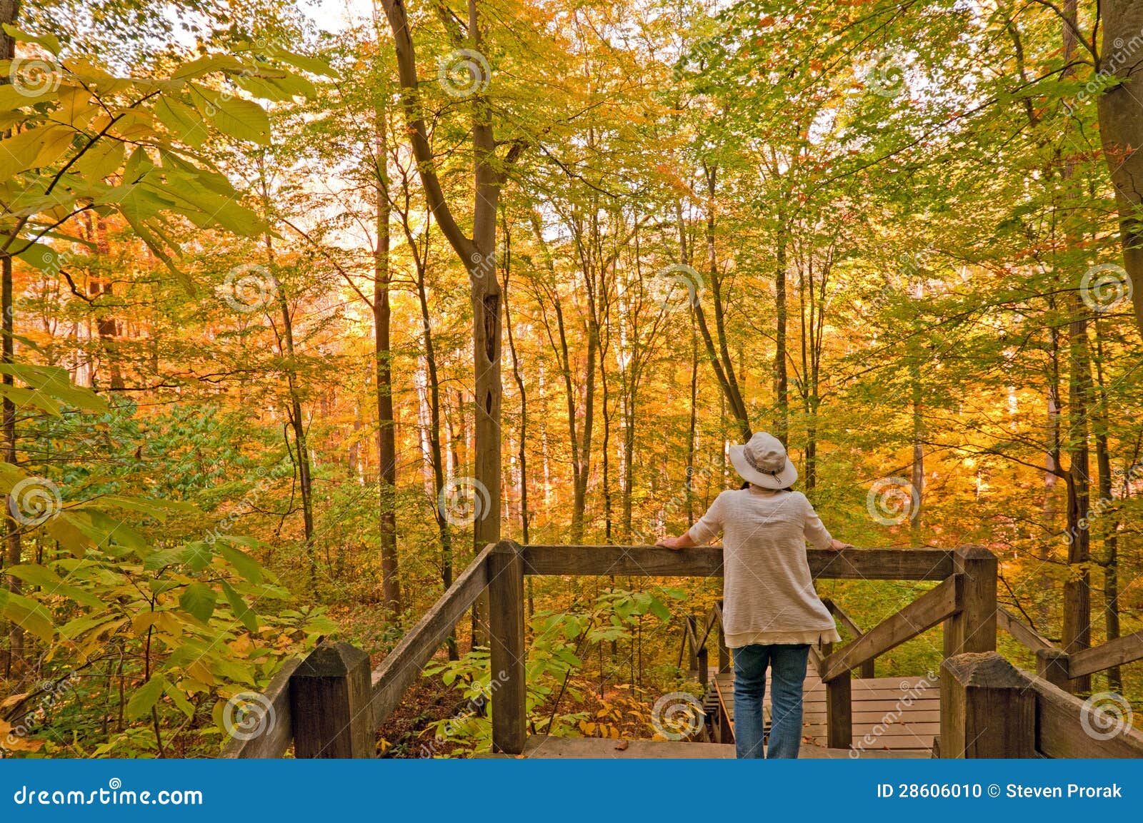 Enjoying the Colors of Fall in the Forest Stock Photo - Image of ...