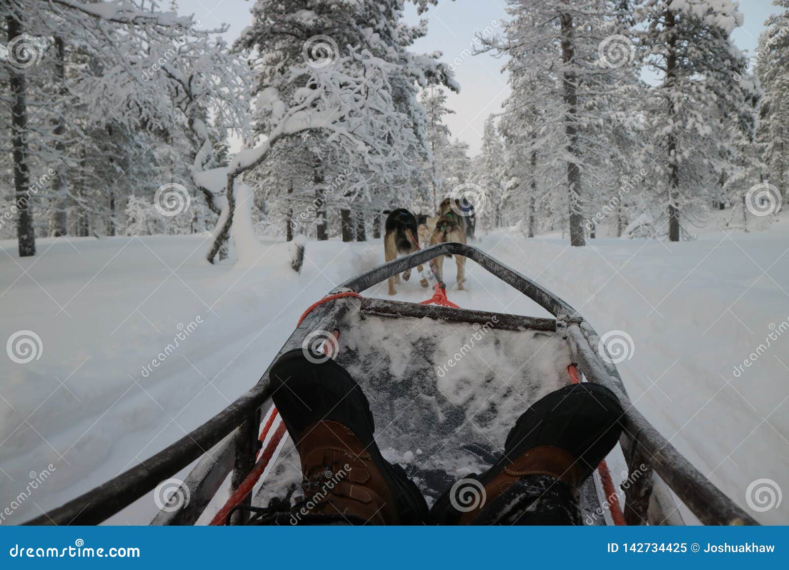 Enjoying a Husky Ride during Winter in the Arctic Snow Stock Image ...