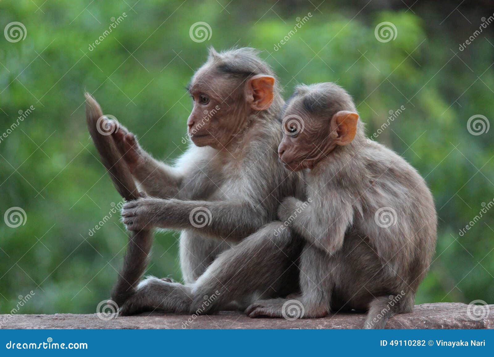 Enjoying together monkeys stock photo. Image of together - 49110282