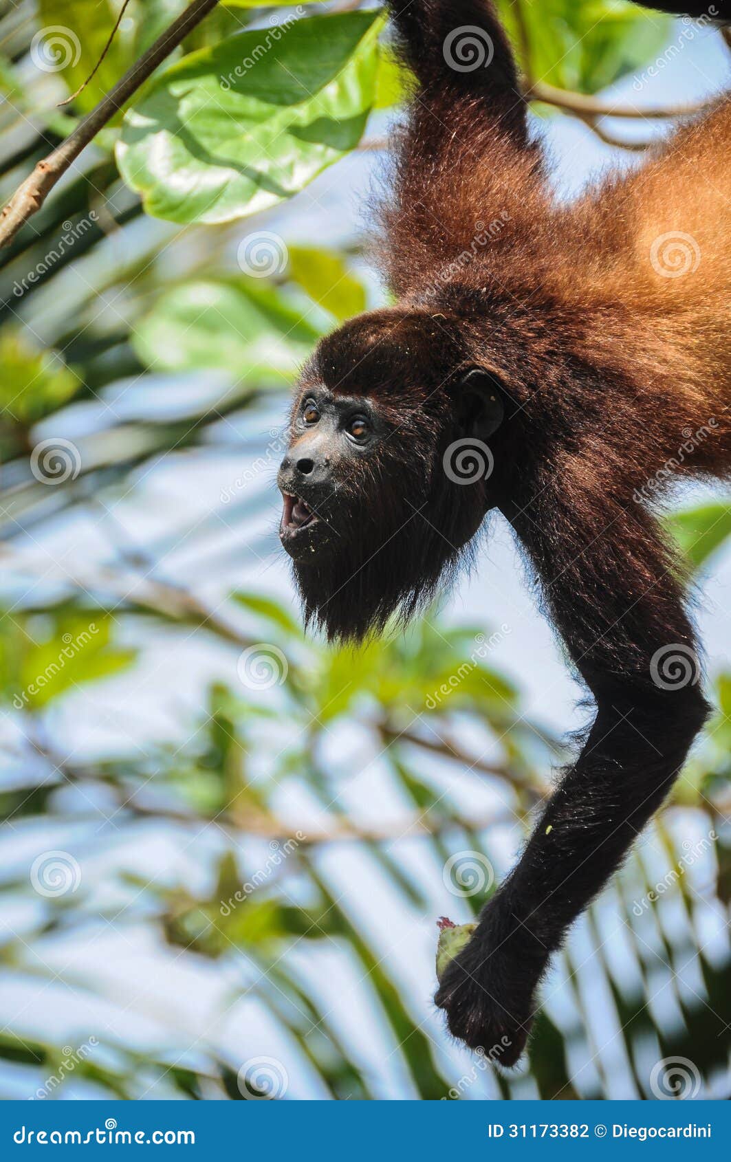Enjoyng Divertido Del Mono Una Comida Foto de archivo - Imagen de ojos ...