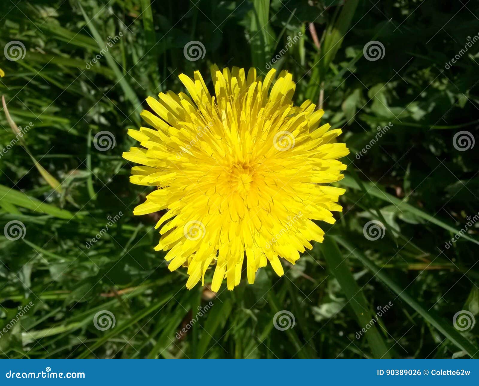 Enkel maskros arkivfoto. Bild av enkelt, härlig, blomma - 90389026