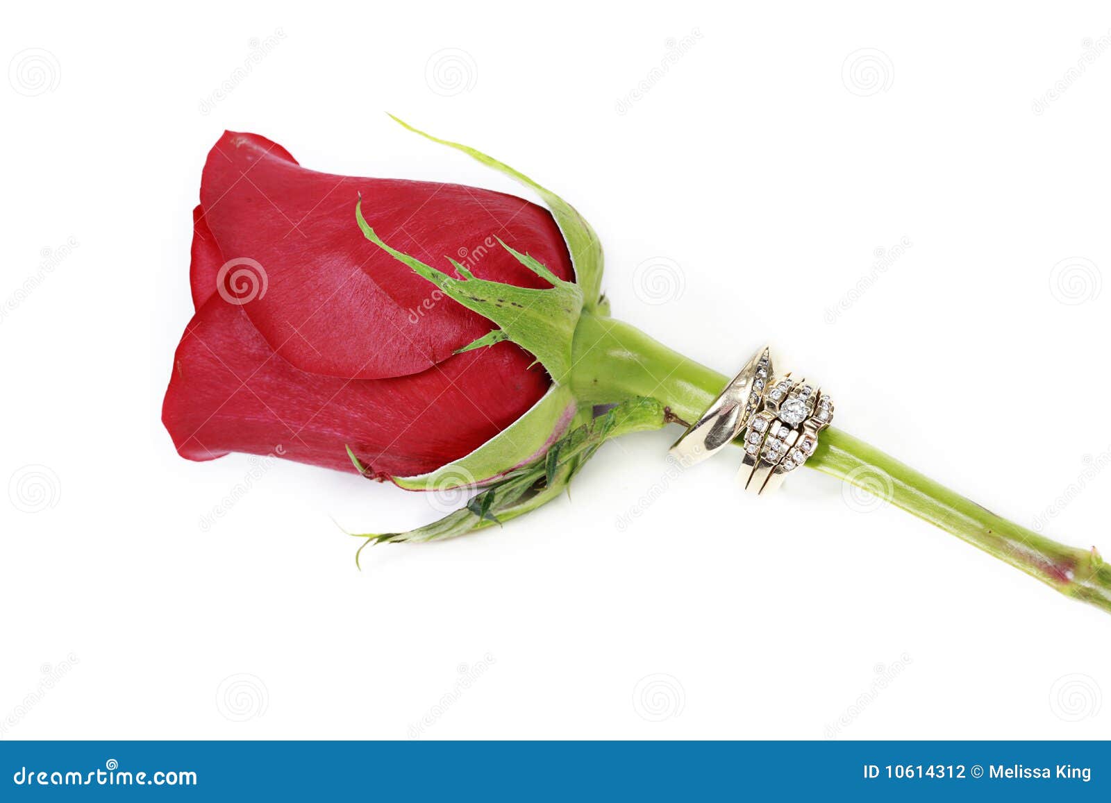 Enkel redrose arkivfoto. Bild av floror, dekorerat, blomstrande - 10614312