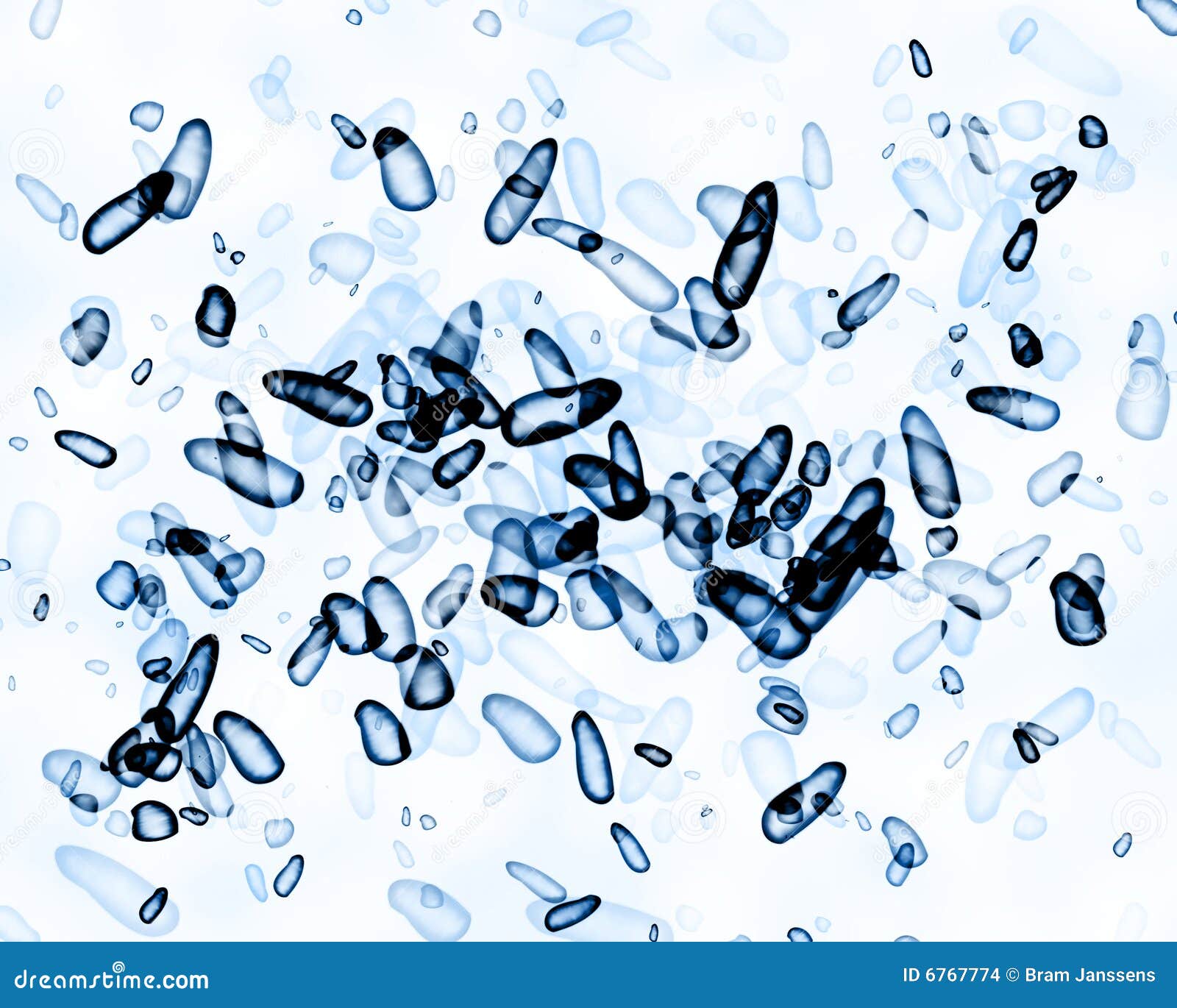 Enlarged Bacteria Illustration Stock Illustration - Illustration of ...