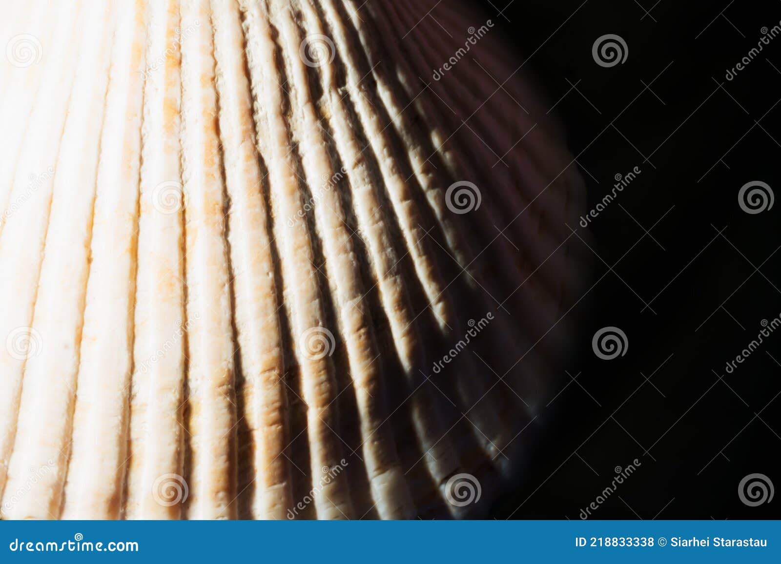 Enlarged Image Of Water Bear, Common Name Tardigrada Or Tardigrade, Is ...