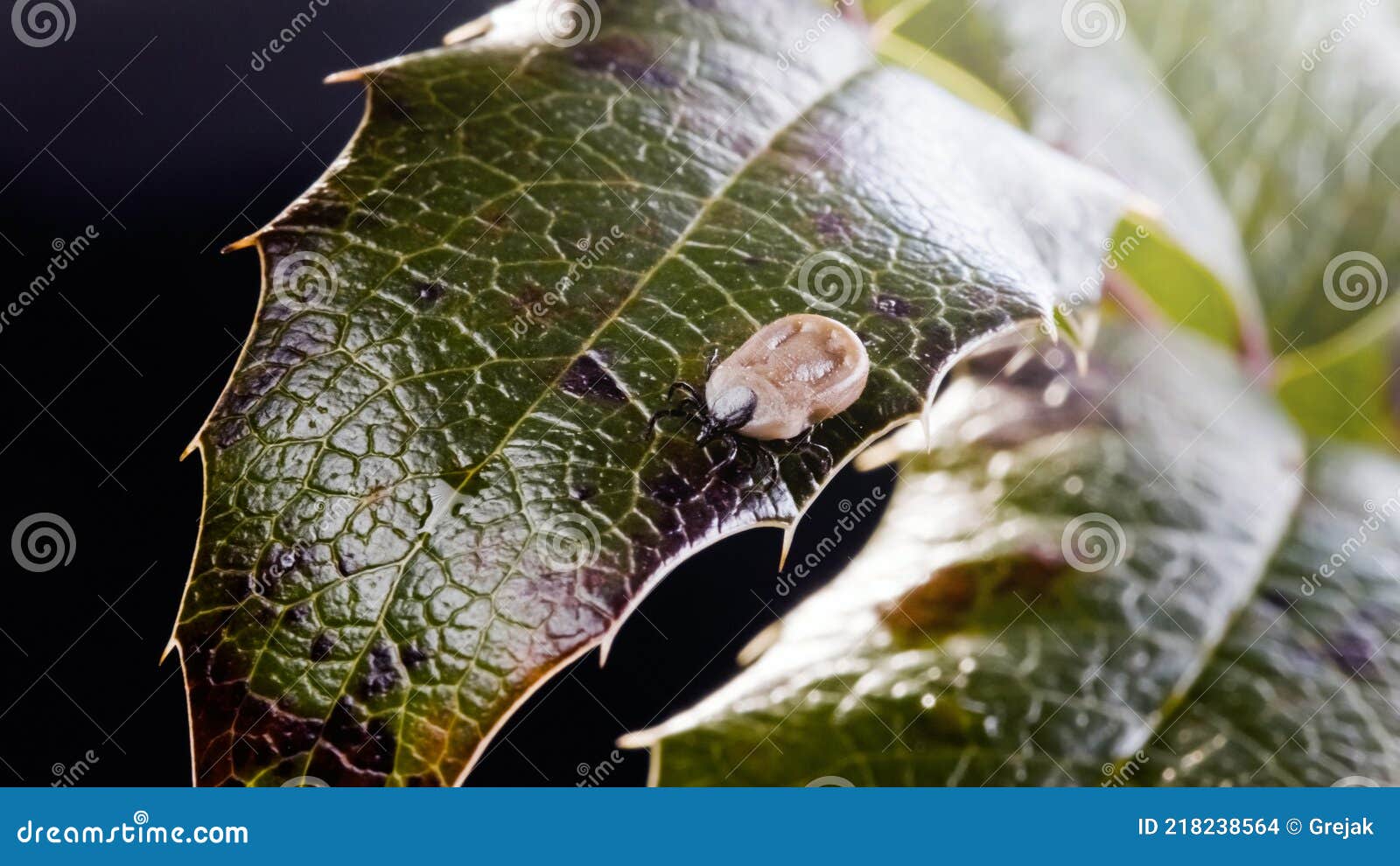 Enlarged tick on a leaf stock photo. Image of disease - 218238564