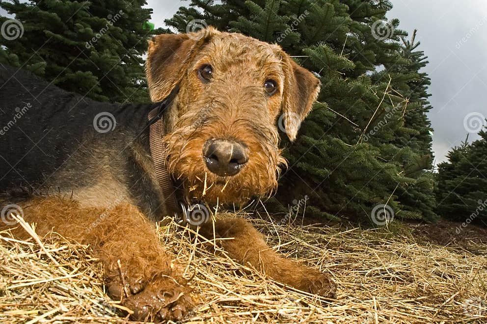 Ennui De Chien Terrier D'Airedale Photo stock - Image du énergique ...