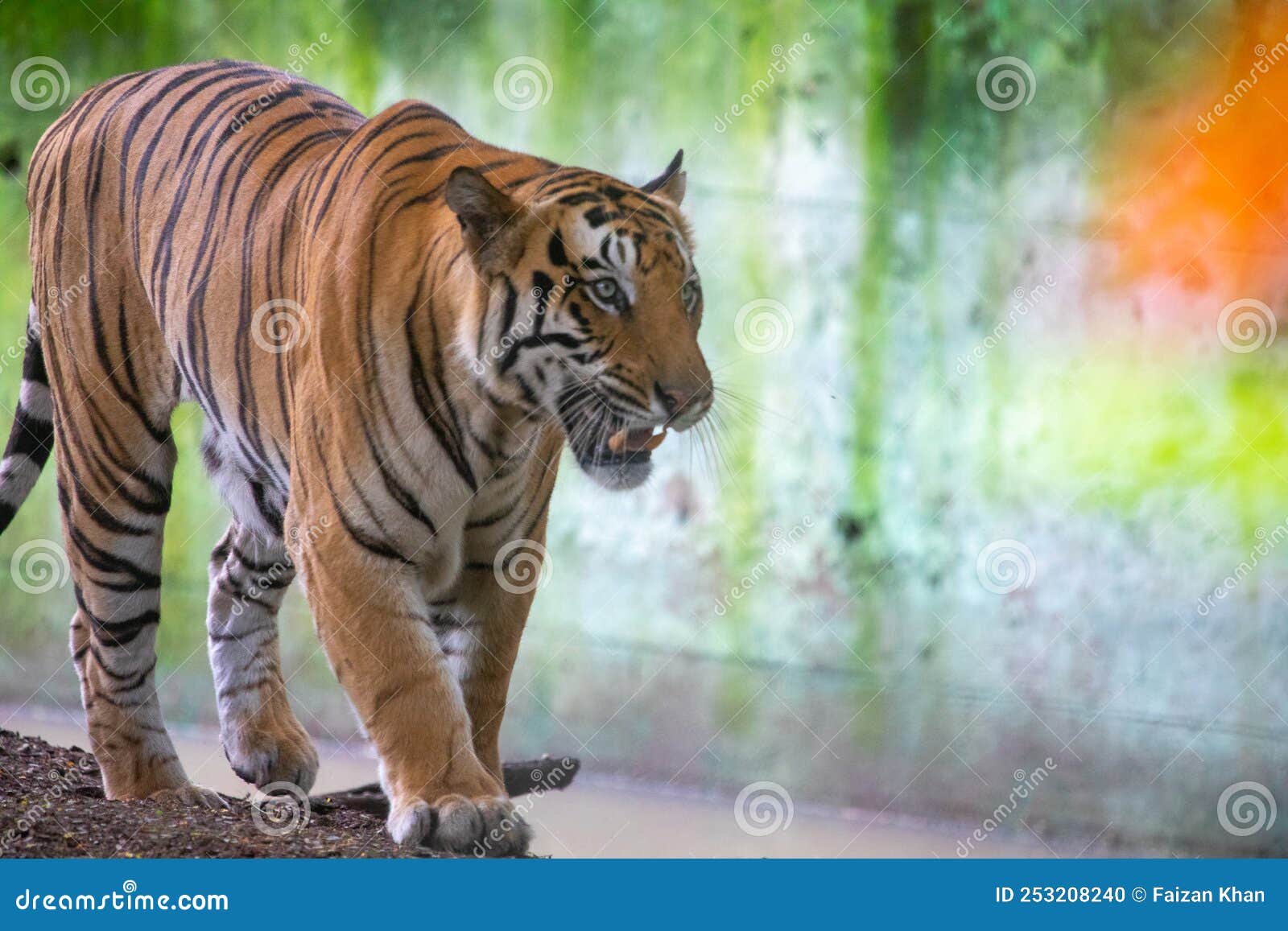 Enojado Tigre De Bengala Real Foto de archivo - Imagen de salvaje ...