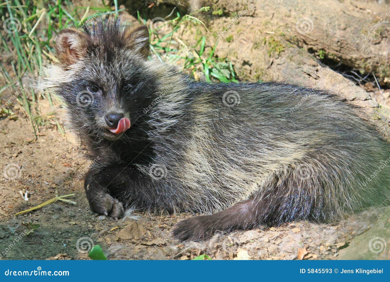 Enok stock image. Image of racoon, soft, beast, cute, marderhund - 5845593