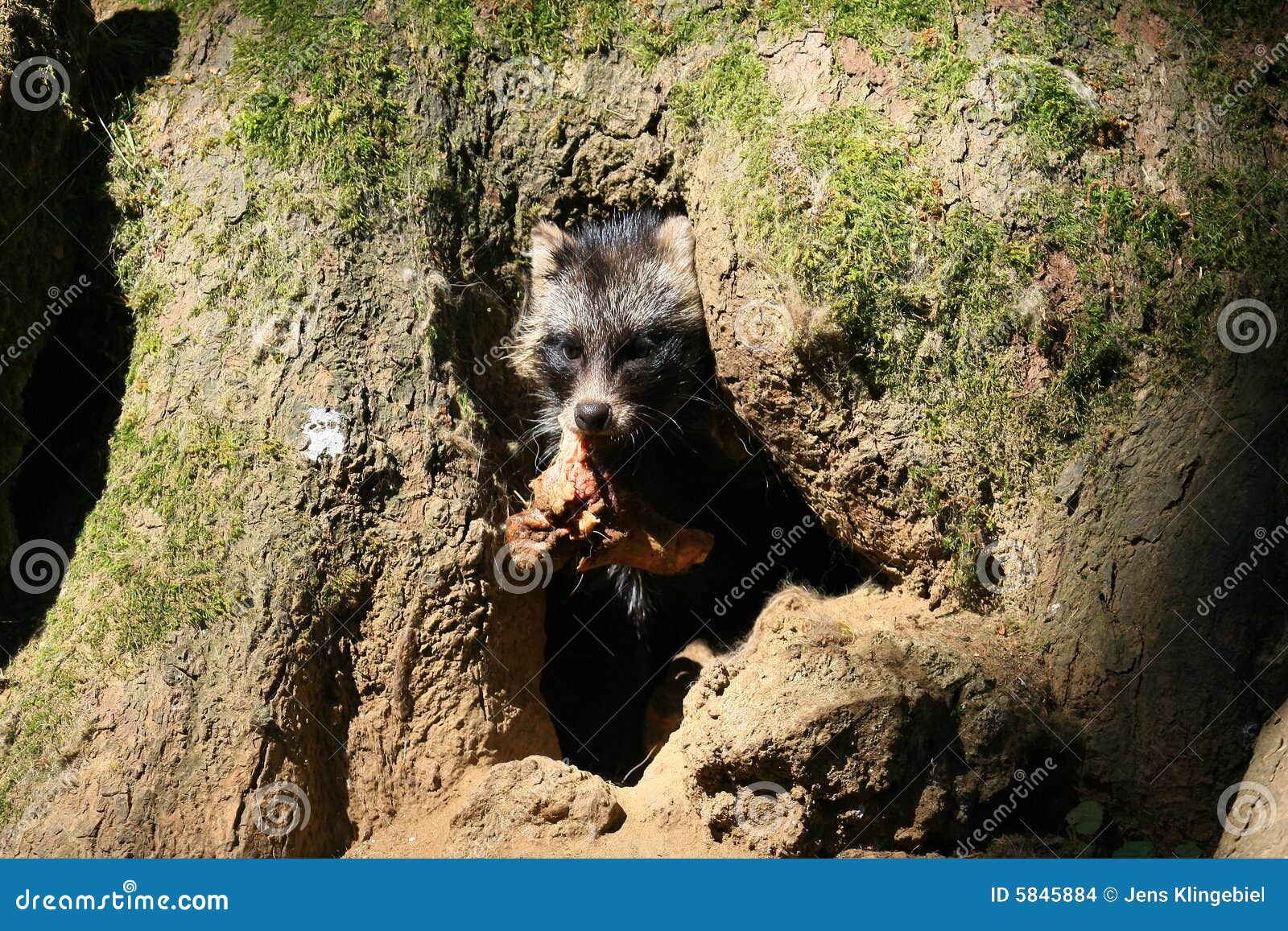 Enok stock photo. Image of racoon, prey, soft, beast, look - 5845884