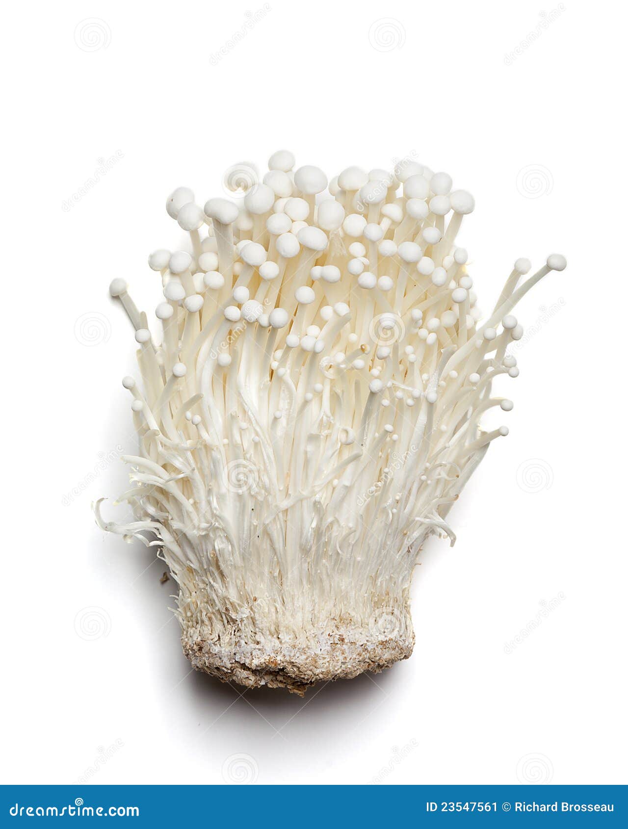 Enoki Mushroom stock image. Image of food, agriculture - 23547561