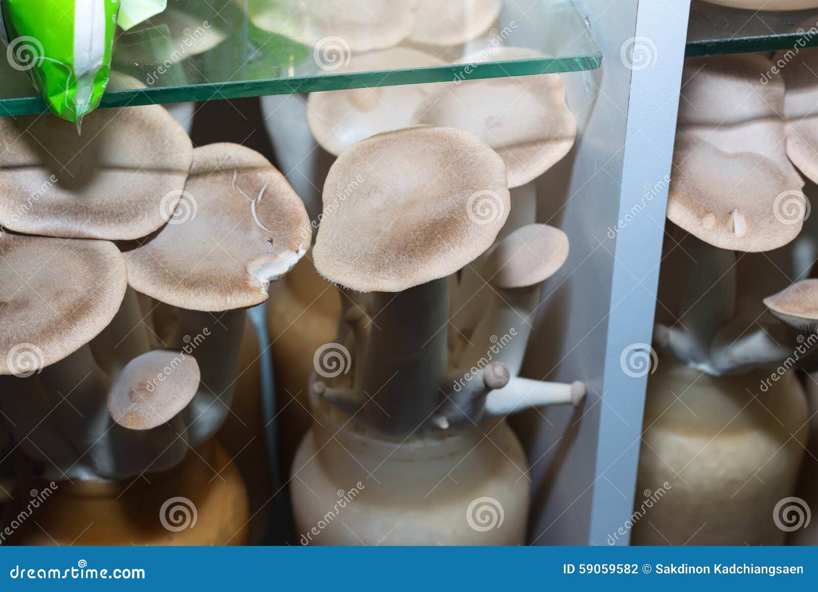 Enoki mushroom farm stock photo. Image of enoki, fungus - 59059582