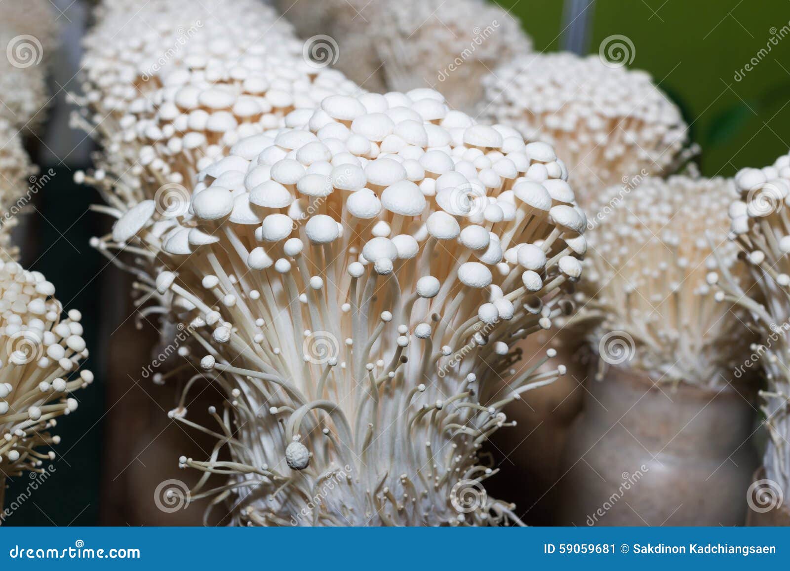 Enoki mushroom farm stock image. Image of edible, heads - 59059681