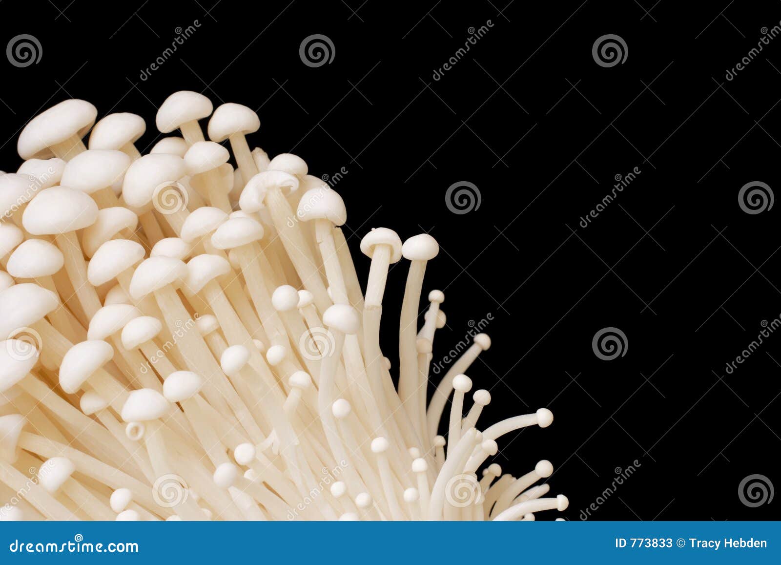Enoki mushrooms stock image. Image of stem, food, healthy - 773833