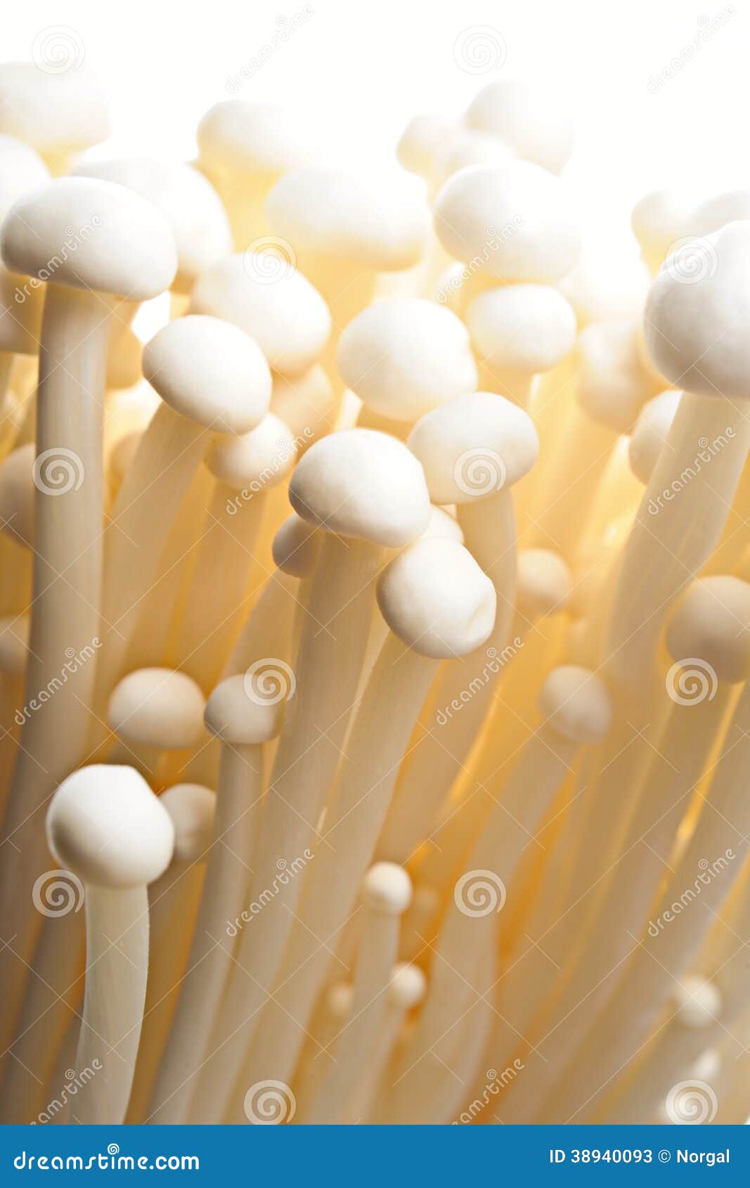 Enokitake stock image. Image of fresh, tasty, abstract - 38940093