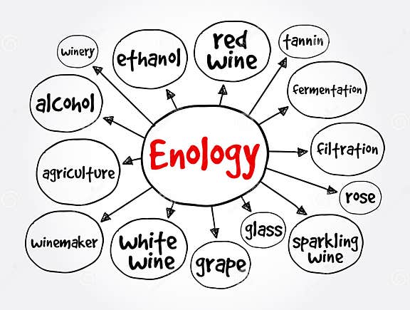 Enology Mind Map, Concept for Presentations and Reports Stock ...