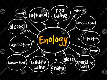 Enology Mind Map, Concept for Presentations and Reports Stock ...