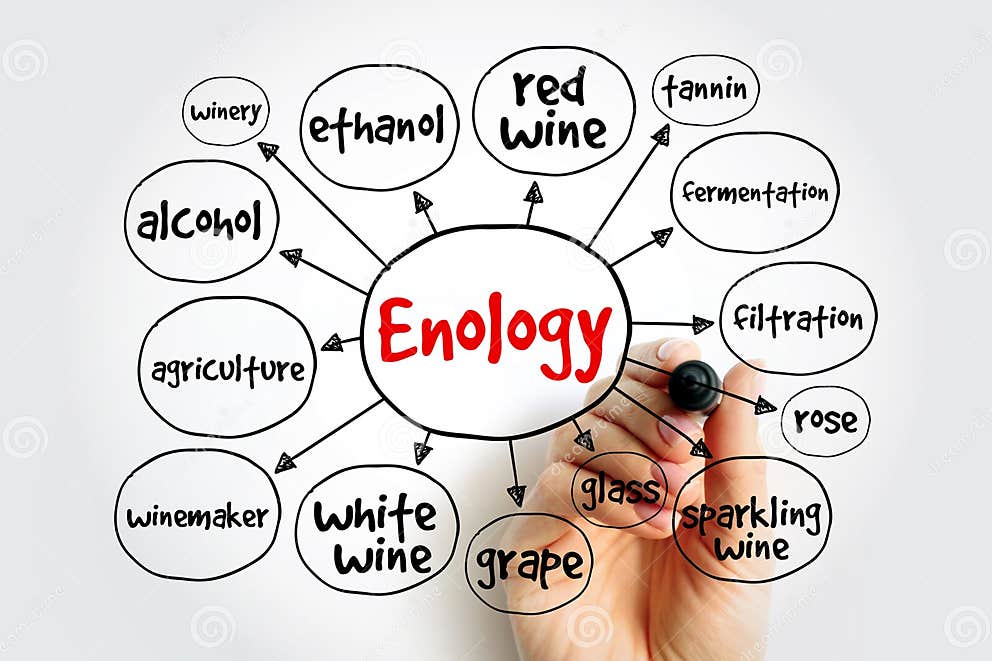 Enology is the Science and Study of Wine and Winemaking, Mind Map ...