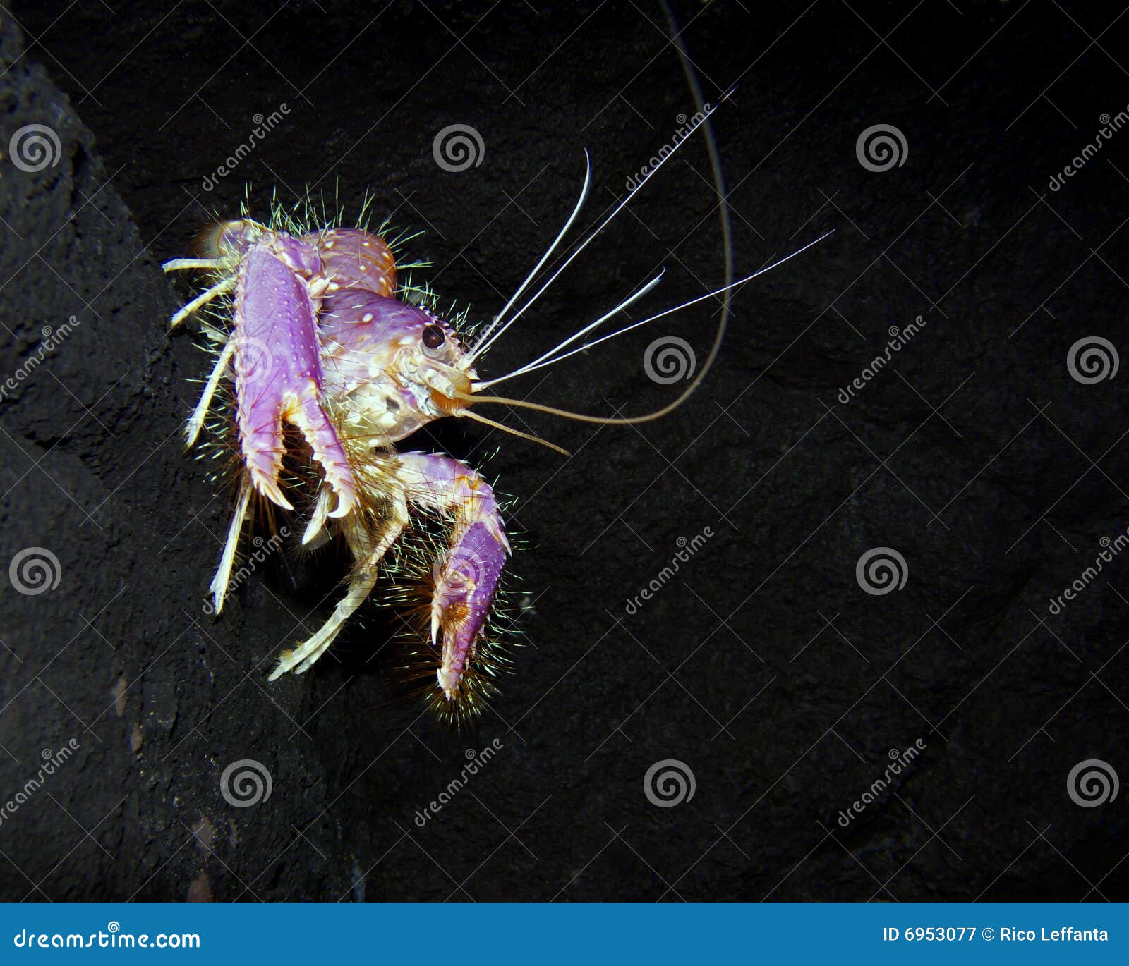 Enoplometopus occidentalis stockbild. Bild von hawaii - 6953077