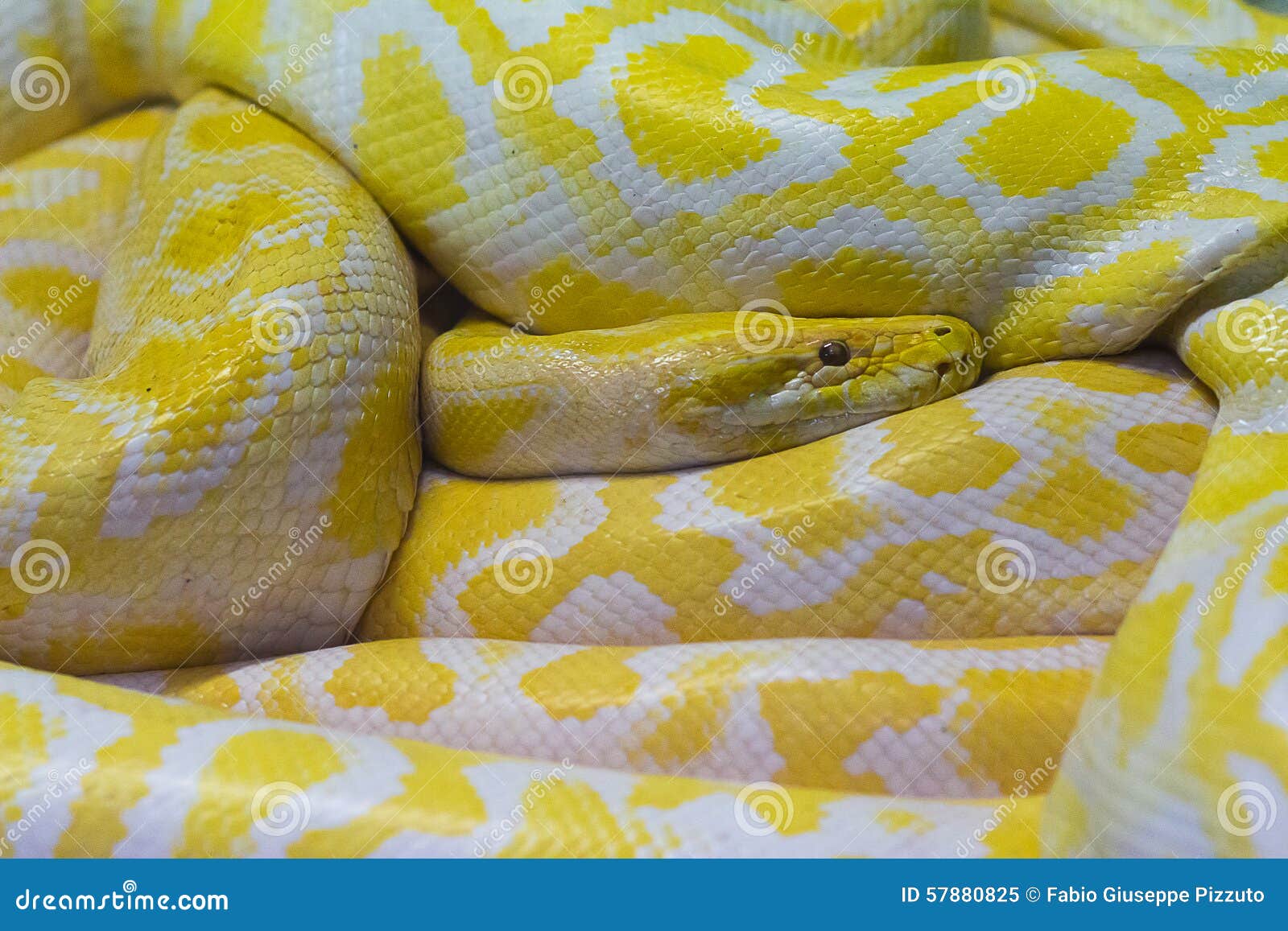 Enorm orm fotografering för bildbyråer. Bild av glidning - 57880825