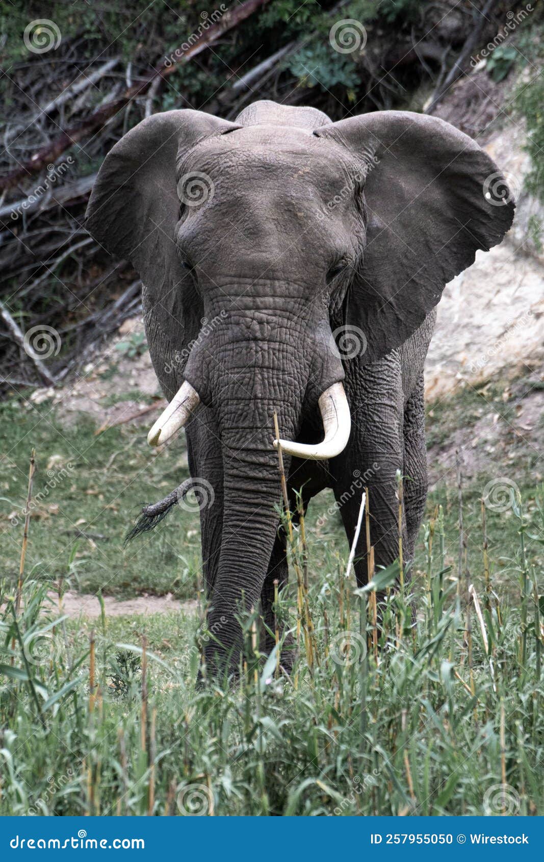 Enorme Elefante Con Colmillos Foto de archivo - Imagen de naturalizado ...
