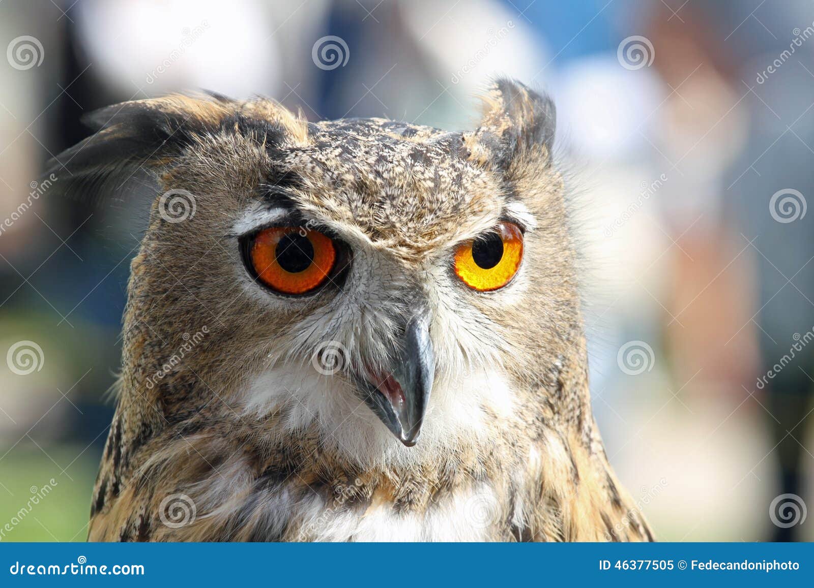 Enorme Eule Mit Großen Orange Augen Stockbild - Bild von gefieder ...