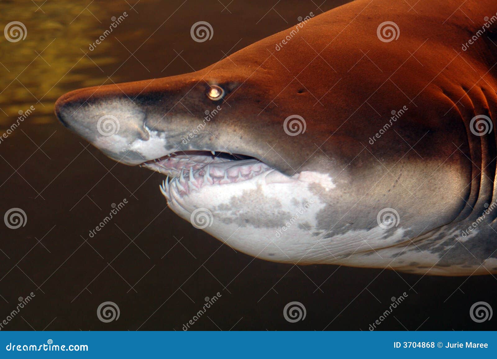 Enormer Haifisch Bild. Bild: 3704868