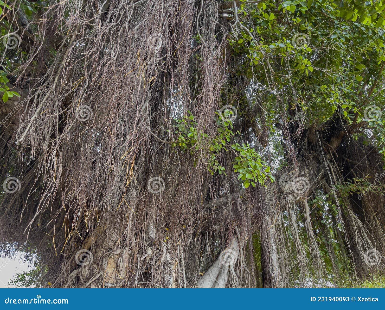 Enormous Air Root of a Tree Stock Image - Image of tropical, nature ...