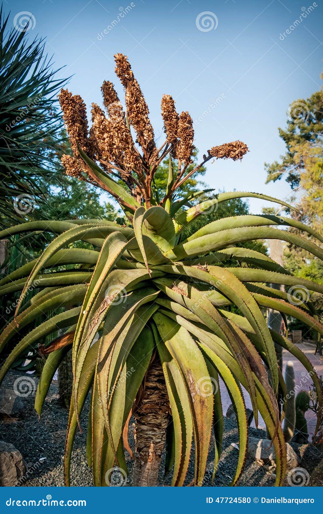 Enormous Aloe stock photo. Image of gardening, biology - 47724580