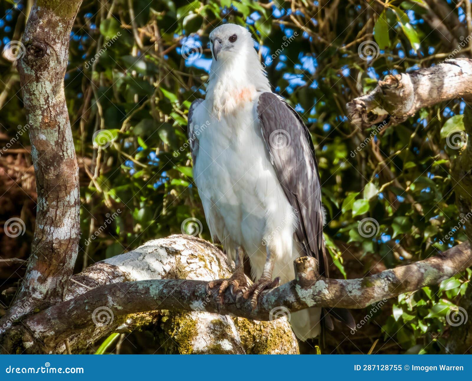 White-bellied Sea Eagle in Queensland Australia Stock Image - Image of ...