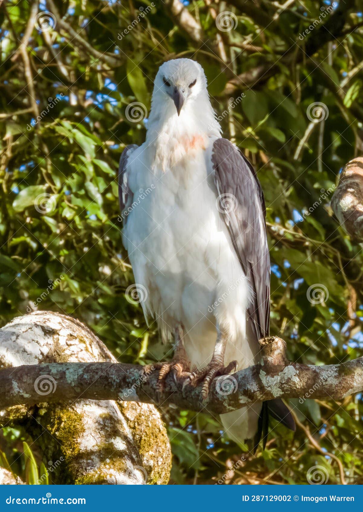 White-bellied Sea Eagle in Queensland Australia Stock Photo - Image of ...