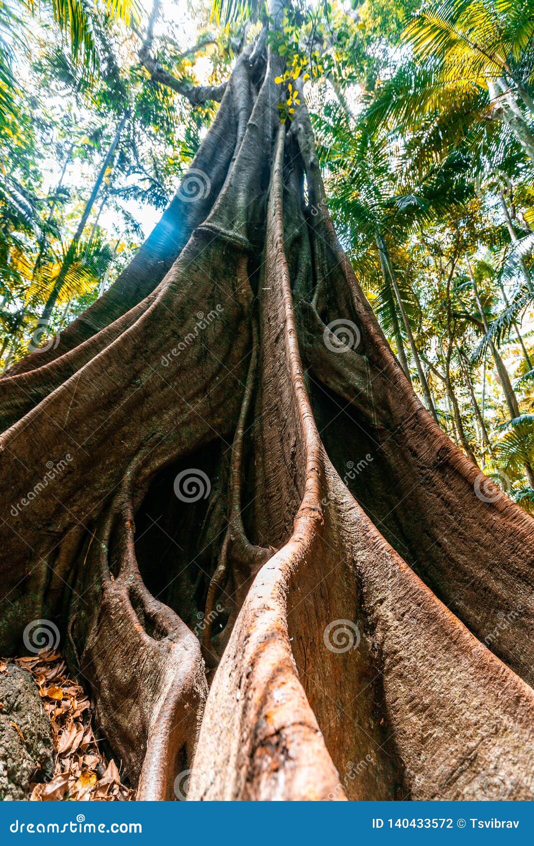 Enormous Fig Tree with Big Roots. Stock Photo - Image of heritage ...