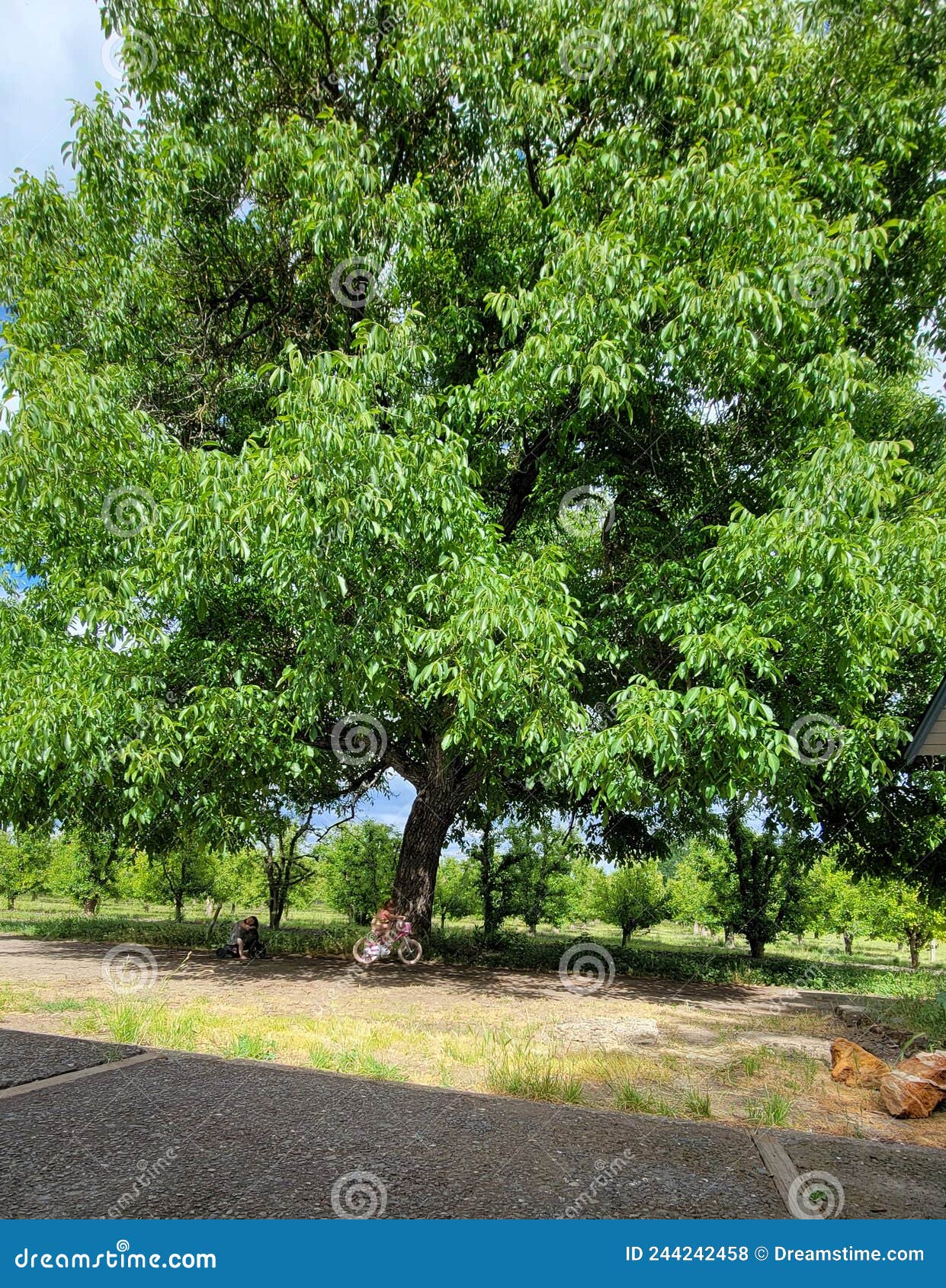 Enormous Green Walnut Tree Shade Stock Photo - Image of walnut, shade ...