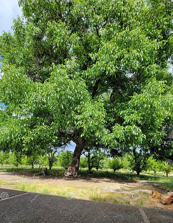 Enormous Green Walnut Tree Shade Stock Photo - Image of walnut, shade ...