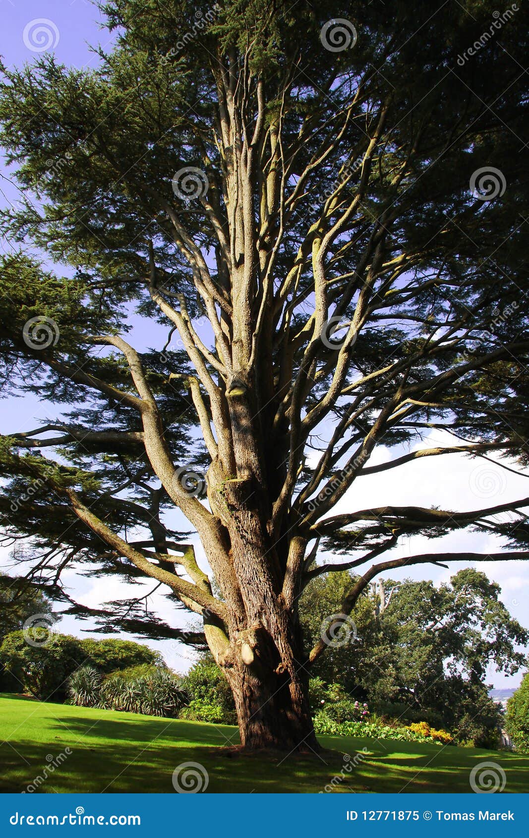 Enormous tree stock image. Image of foliage, leave, botany - 12771875