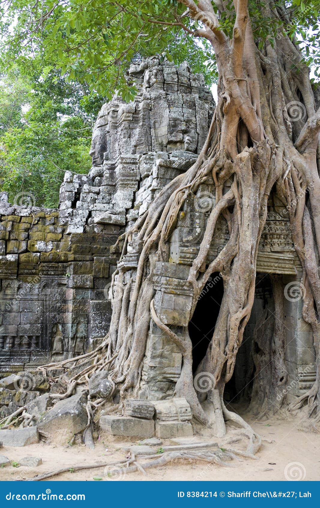 Enormous Tree Roots Royalty-Free Stock Photo | CartoonDealer.com #67615263
