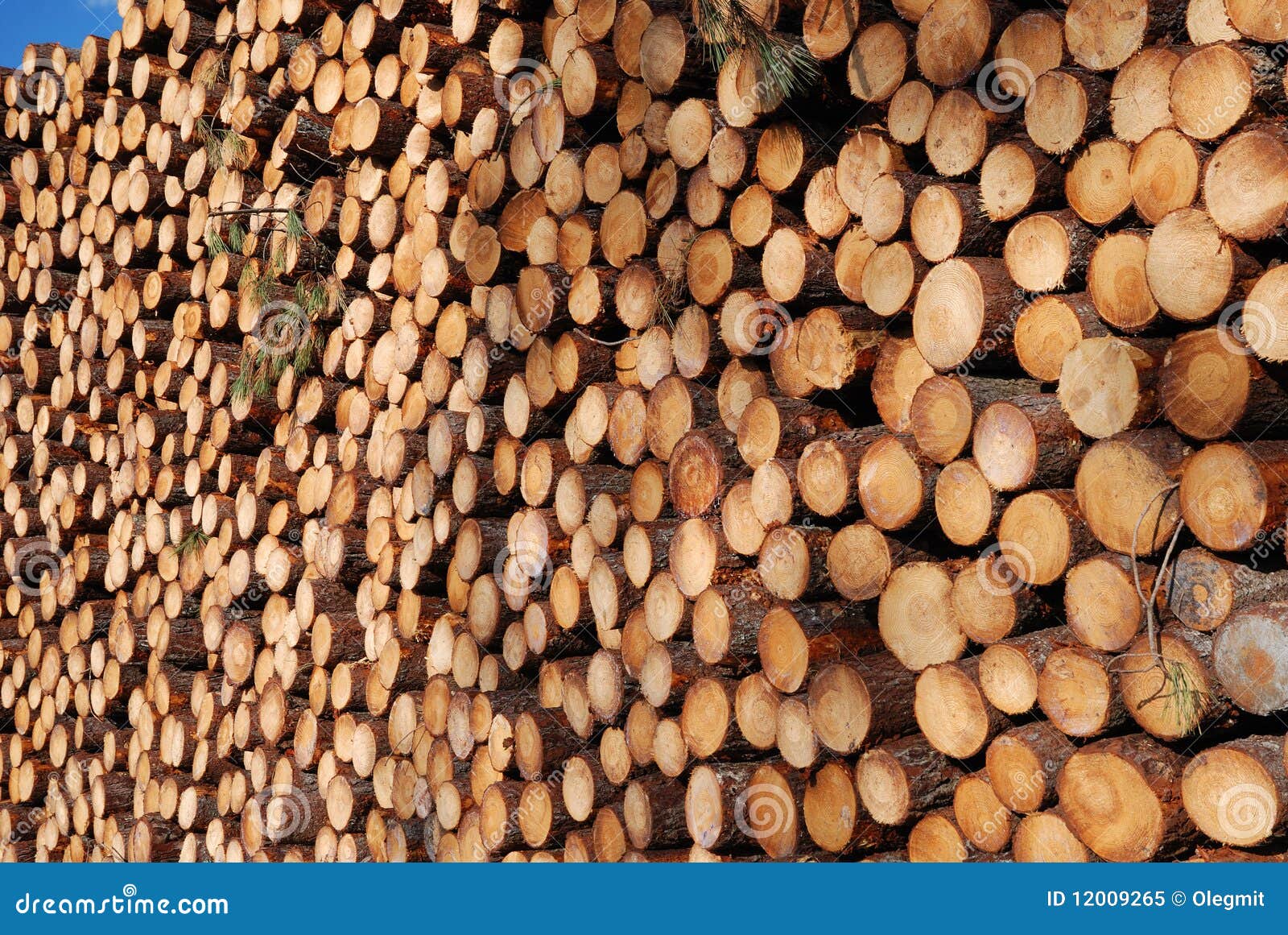 Enormous Wood Stack. Deforestation. Stock Image - Image of woodpile ...