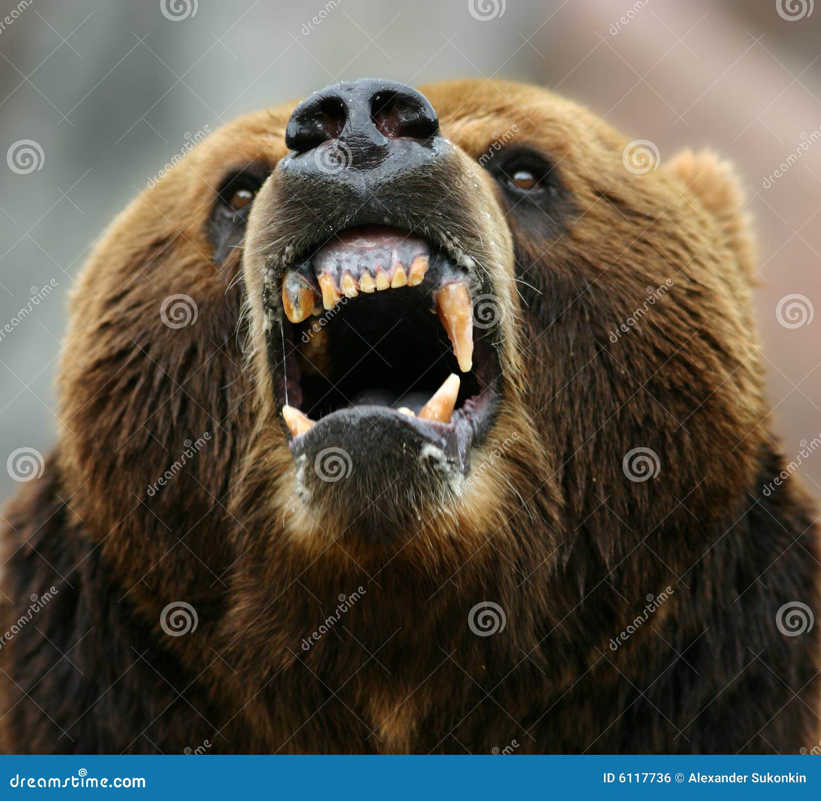 Enraged brown bear stock photo. Image of dangerous, mouth - 6117736