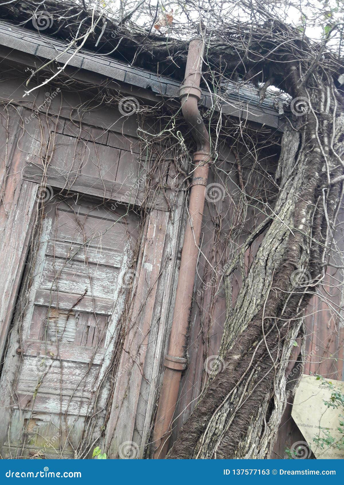 Enraizado imagem de stock. Imagem de enraizado, raiz - 137577163