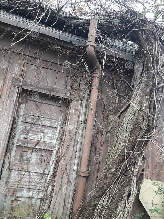 Enraizado imagem de stock. Imagem de enraizado, raiz - 137577163