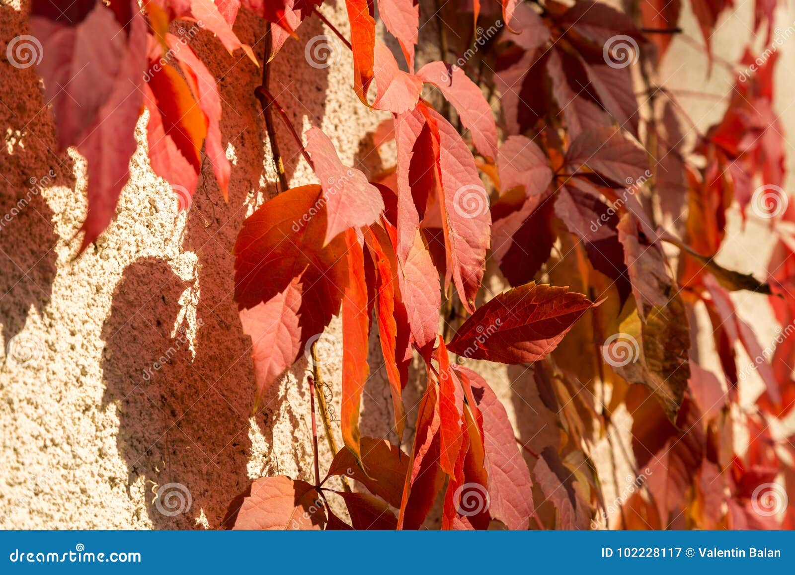 Enredadera roja imagen de archivo. Imagen de cambio - 102228117