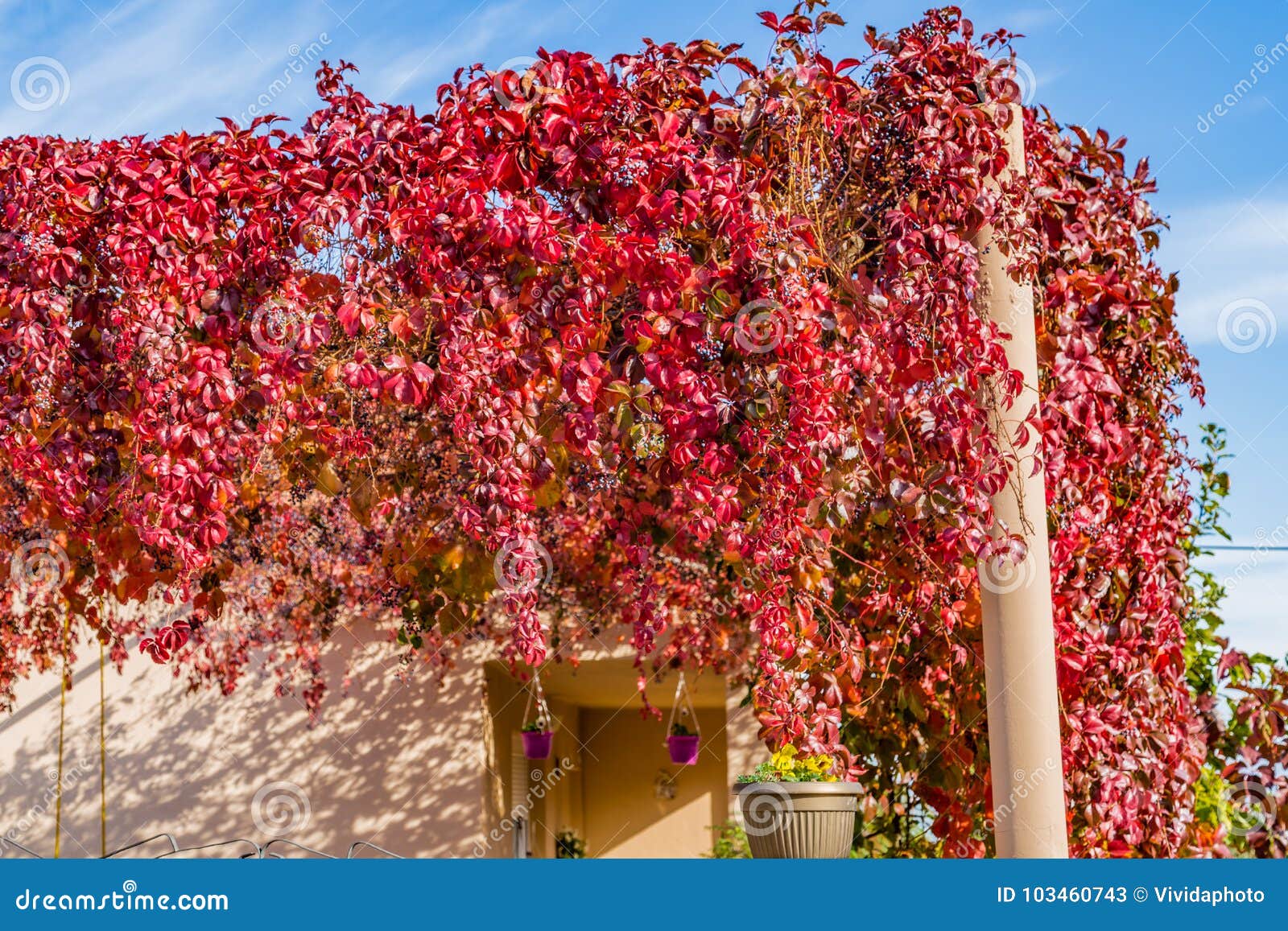 Enredadera roja imagen de archivo. Imagen de cubo, salvaje - 103460743