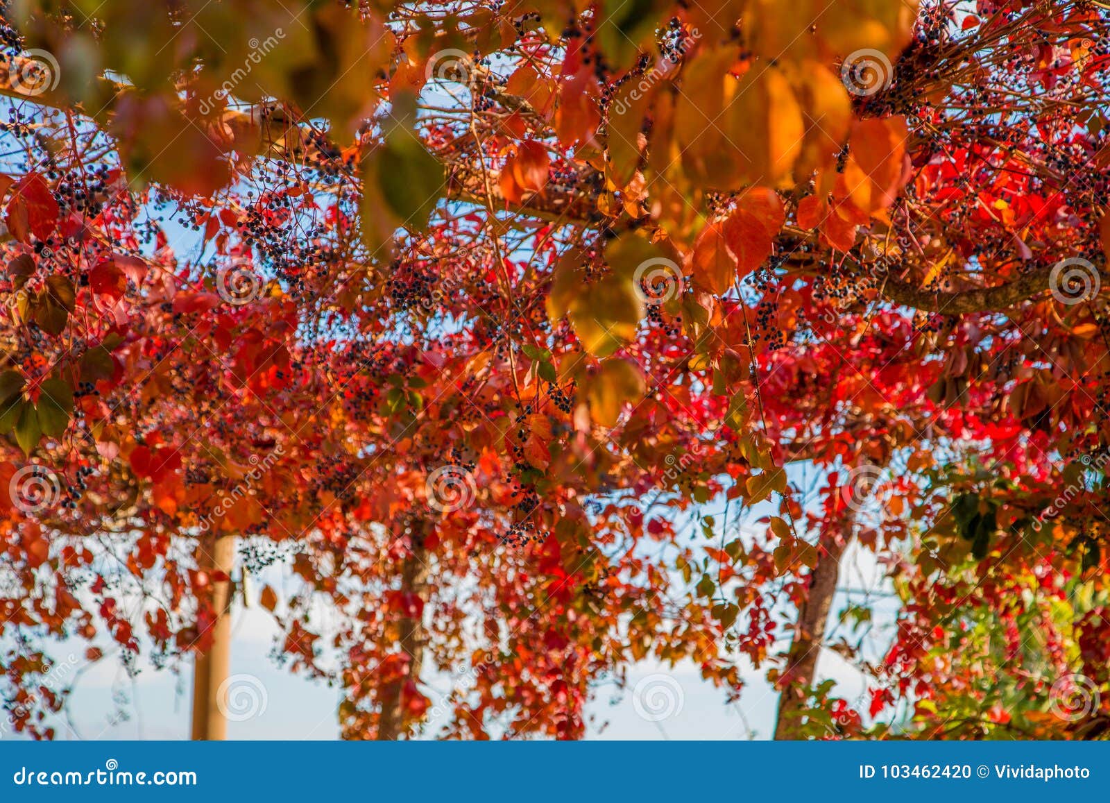 Enredadera roja foto de archivo. Imagen de bosque, color - 103462420