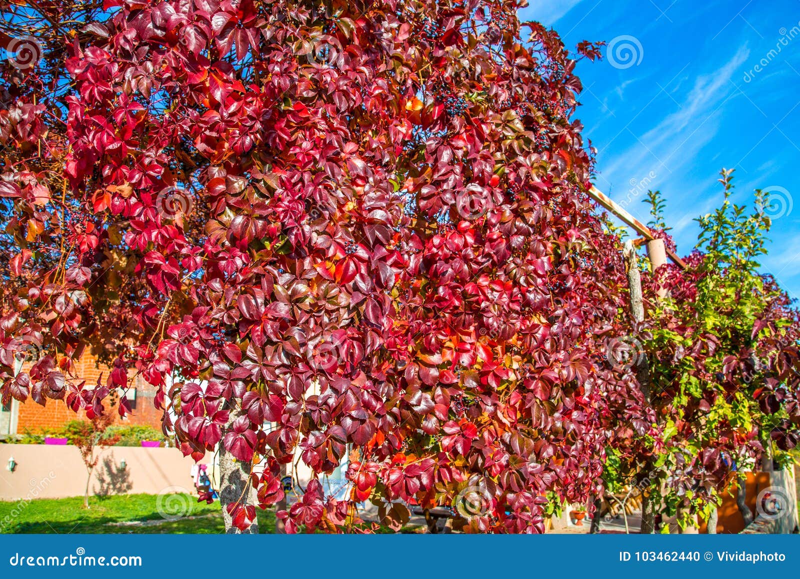 Enredadera roja foto de archivo. Imagen de rojo, camilla - 103462440