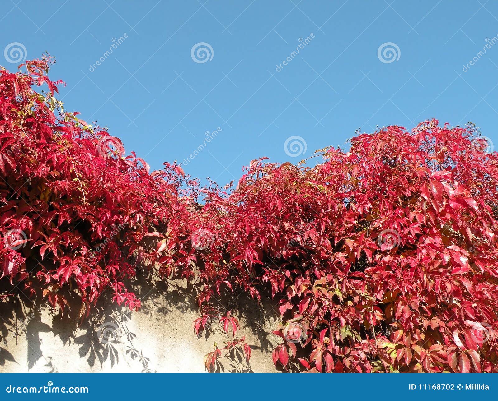 Enredadera roja foto de archivo. Imagen de extracto, blanco - 11168702