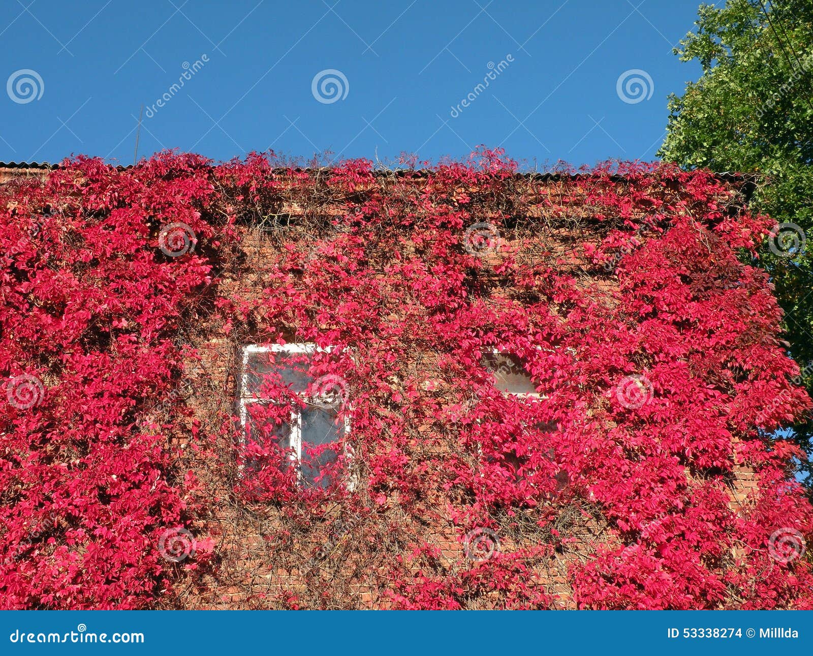 Enredadera roja foto de archivo. Imagen de casa, fondo - 53338274