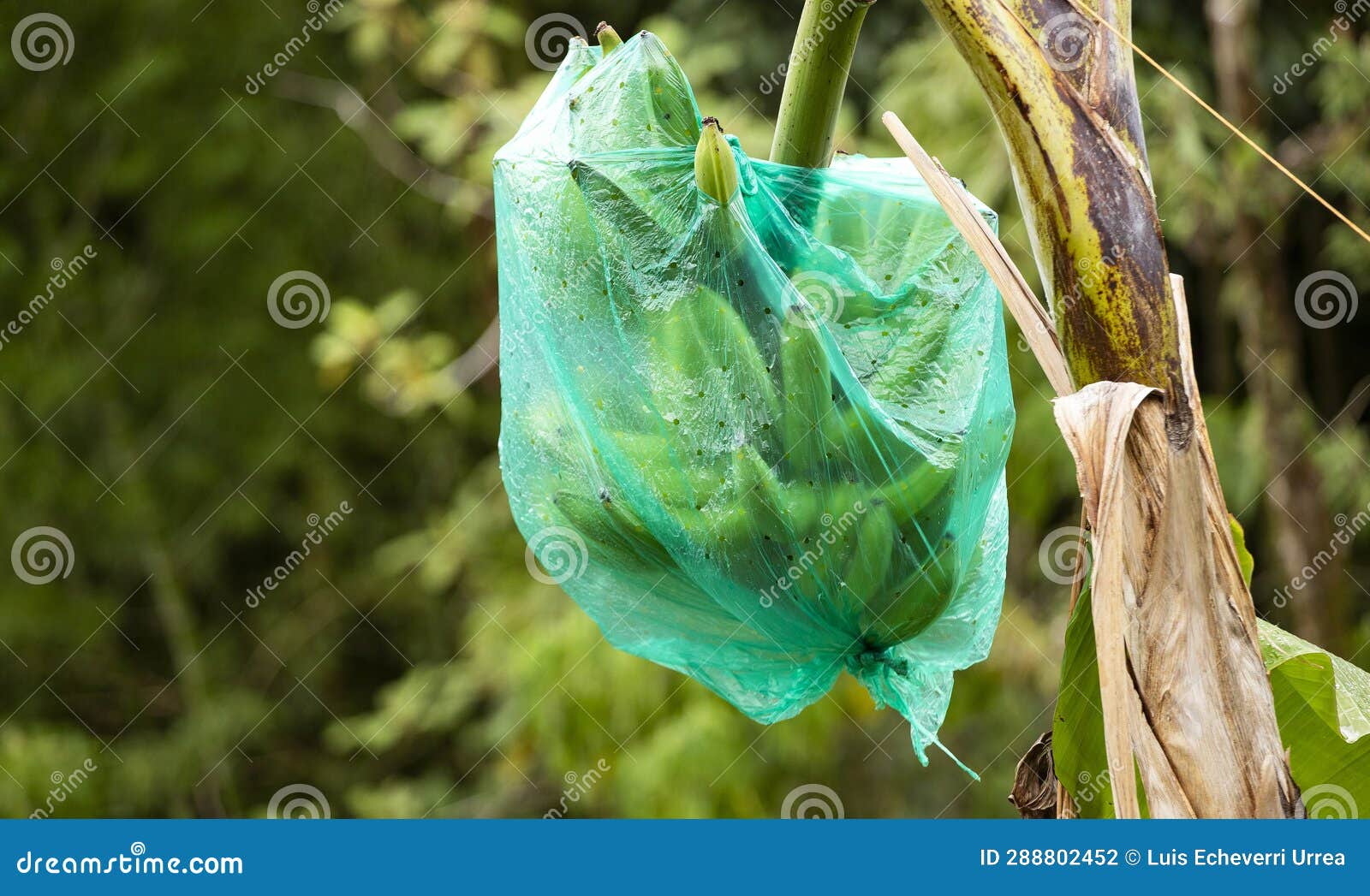 Ensacamento Consiste Em Colocar Um Saco Sobre O Cacho Para Proteger Os ... Ensacamento Consiste Em Colocar Um Saco Sobre O Cacho Para Proteger Os ...