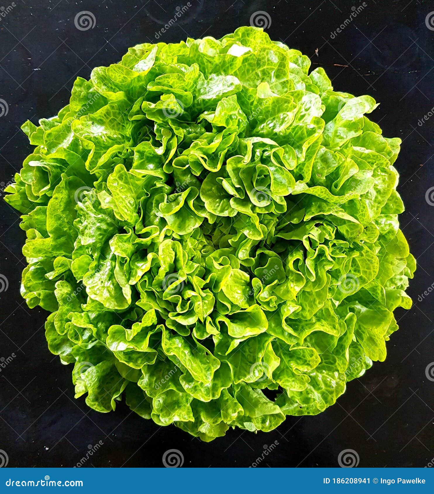 Ensalada De Lechuga Aislada En Negro Imagen de archivo - Imagen de ...