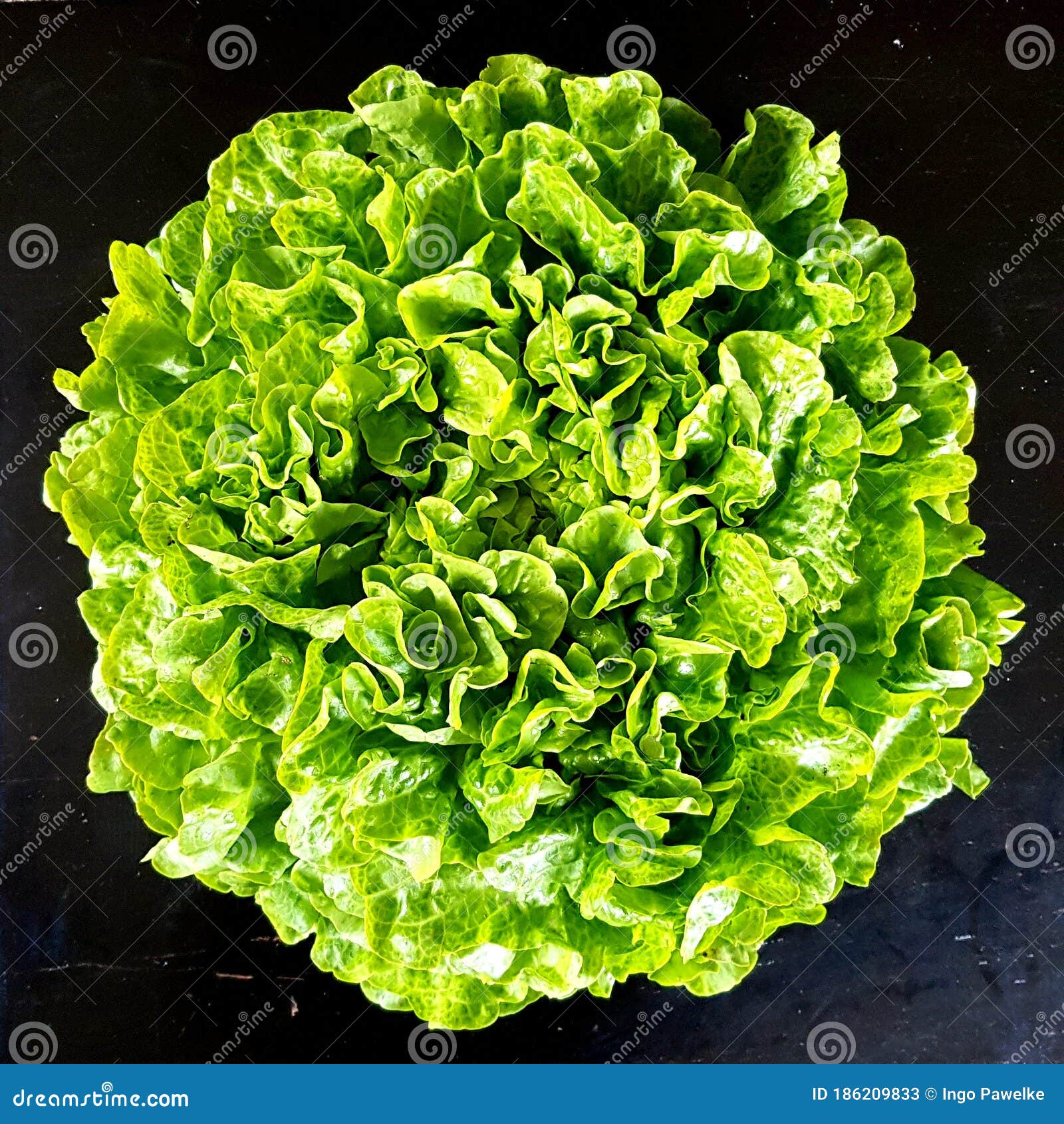 Ensalada De Lechuga Aislada En Negro Imagen de archivo - Imagen de ...