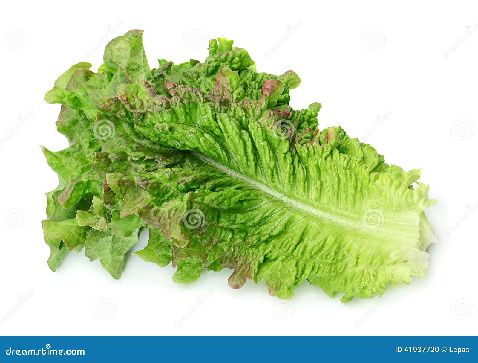 Ensalada Rizada De La Lechuga Foto de archivo - Imagen de rizado ...